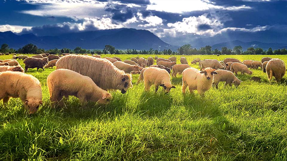 O să curgă lapte și miere? S-a demarat procesul de atestare a ...